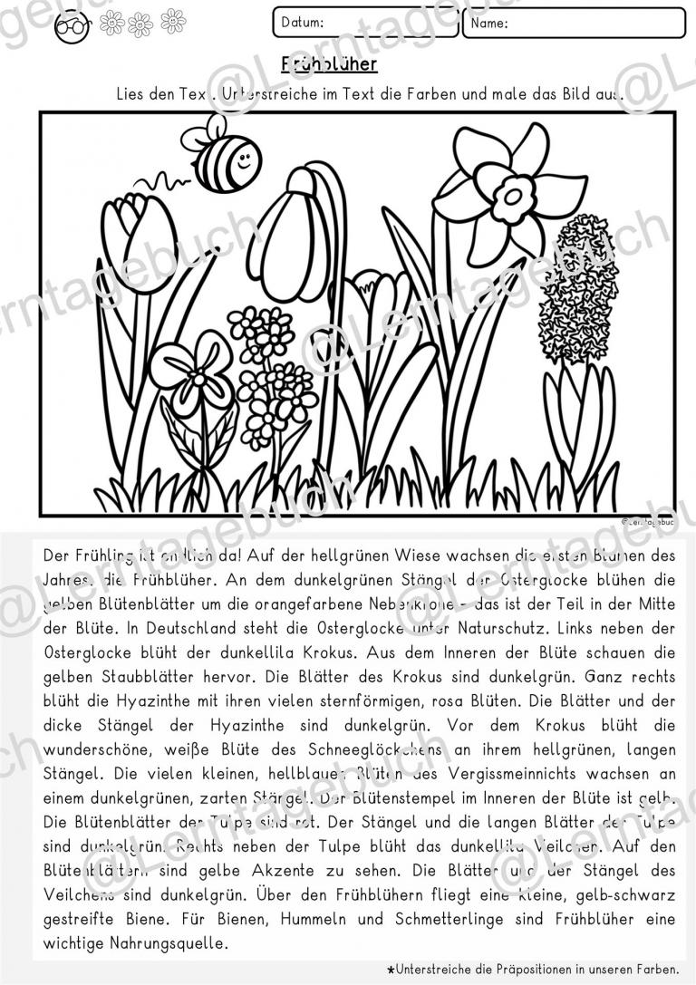 Lerntagebuch - Lesen und Malen Frühblüher (differenziert)